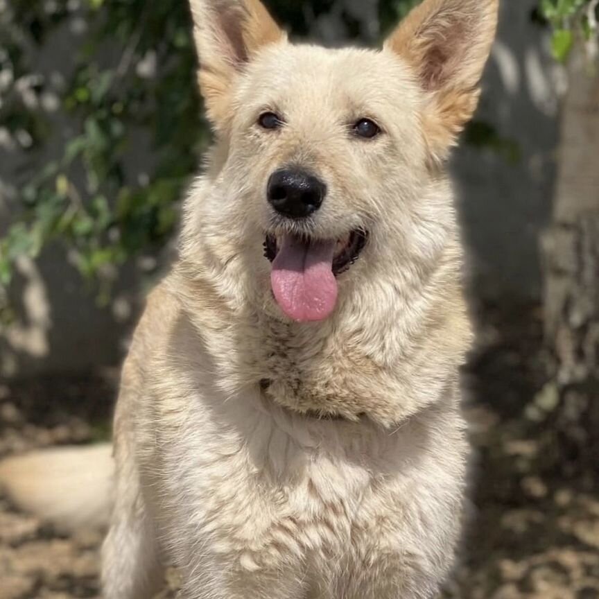 Взрослая собака в добрые руки