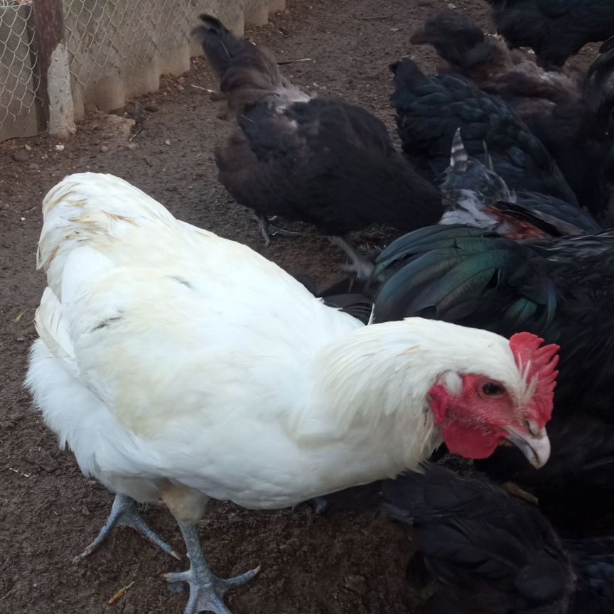 Джерсийский гигант