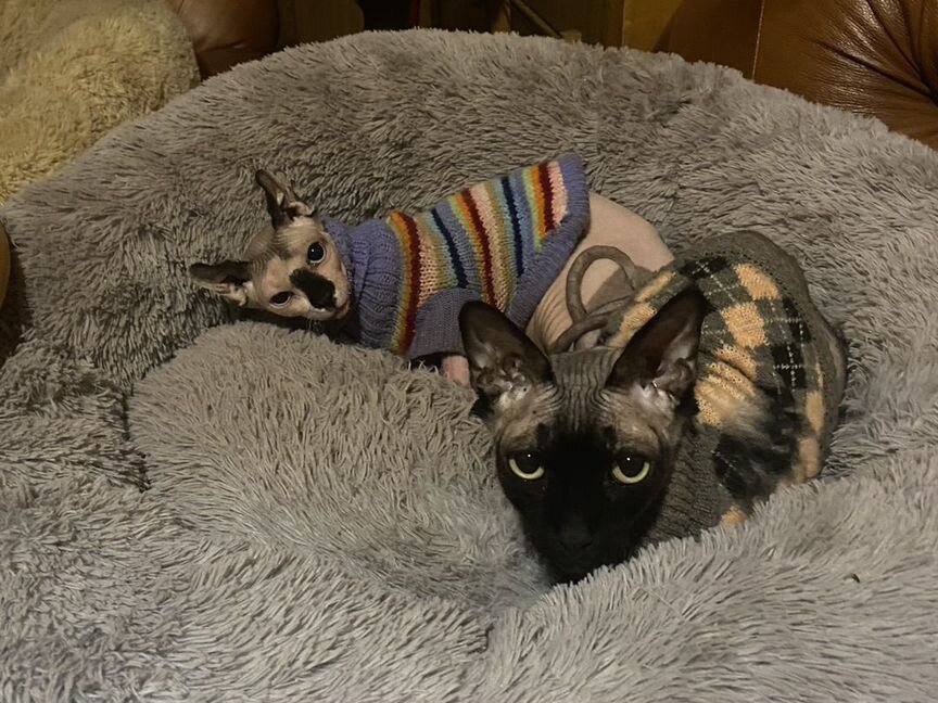 Канадский сфинкс