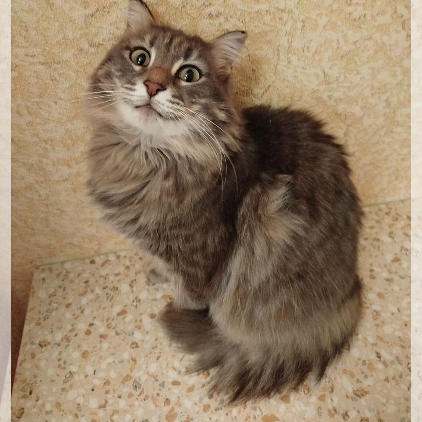 Сибирская, взрослая кошка