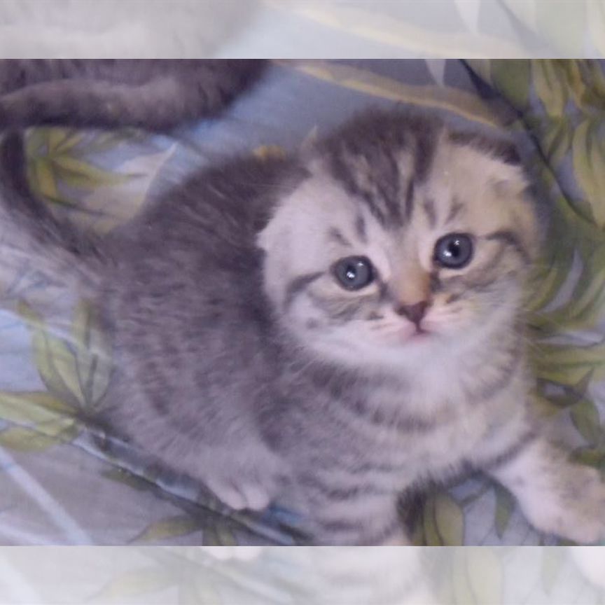 Шотландский вислоухий короткошёрстный котёнок