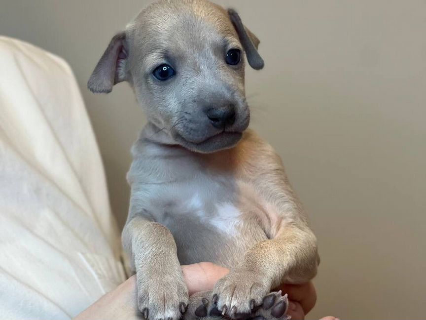 Щенки левретки / левретка