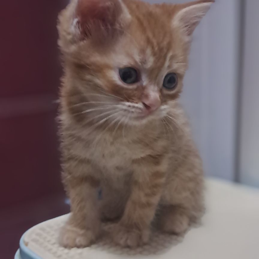 Котята ищут любящую семью