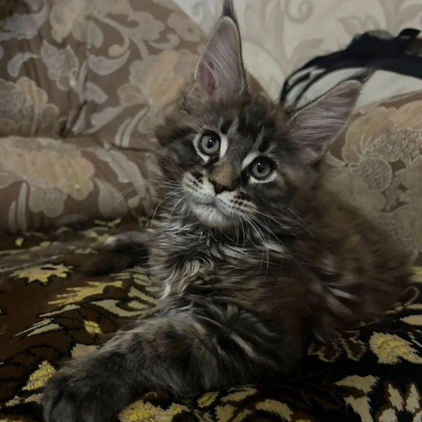 Котята