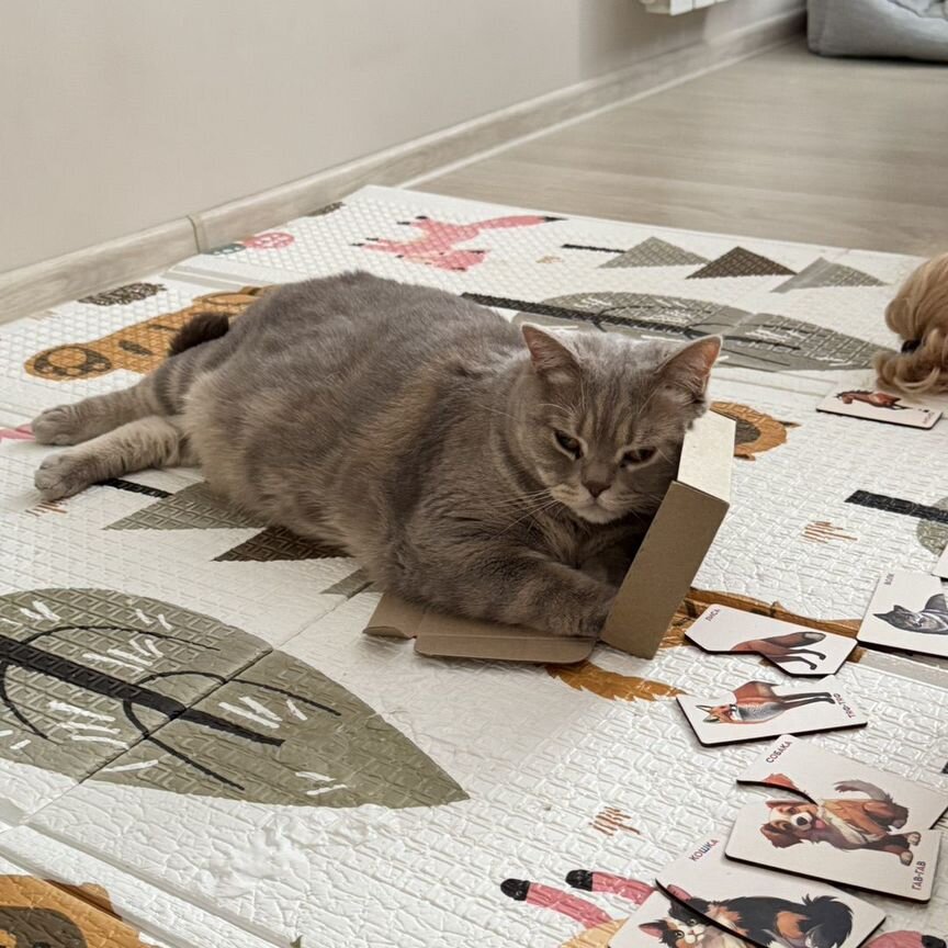 Британский кот