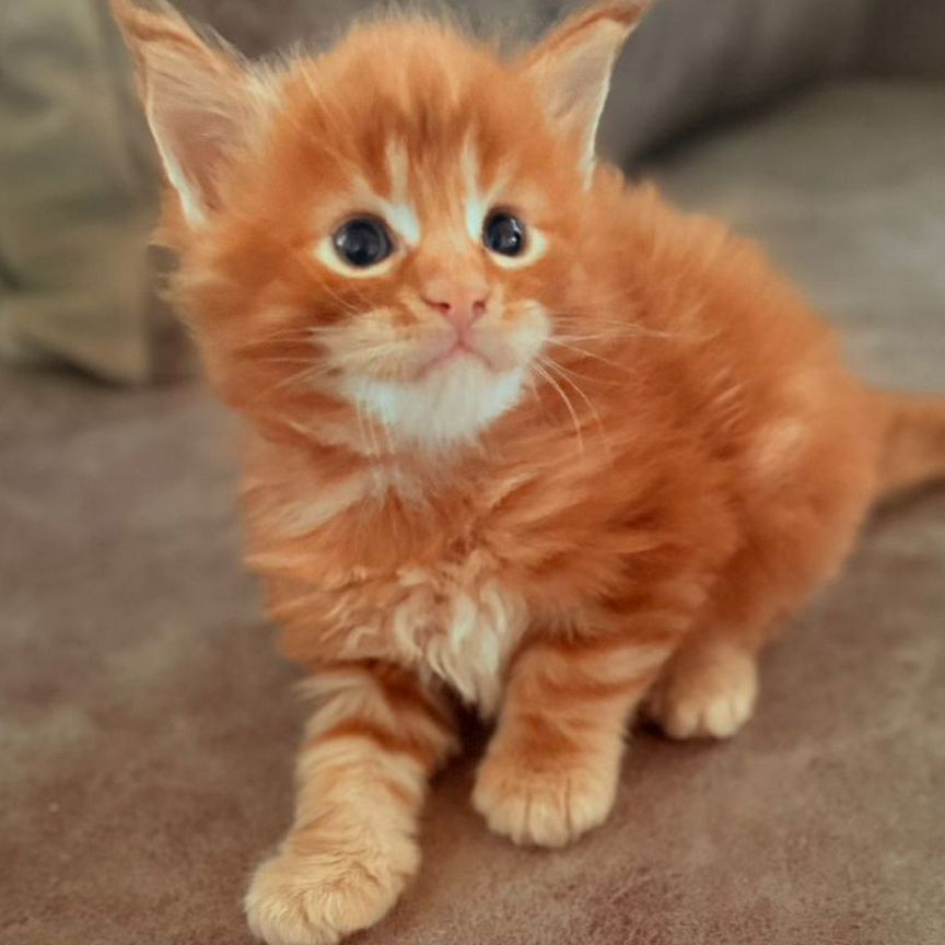 Котята мейн-кун