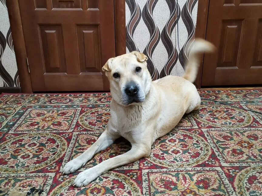 Собака в добрые руки