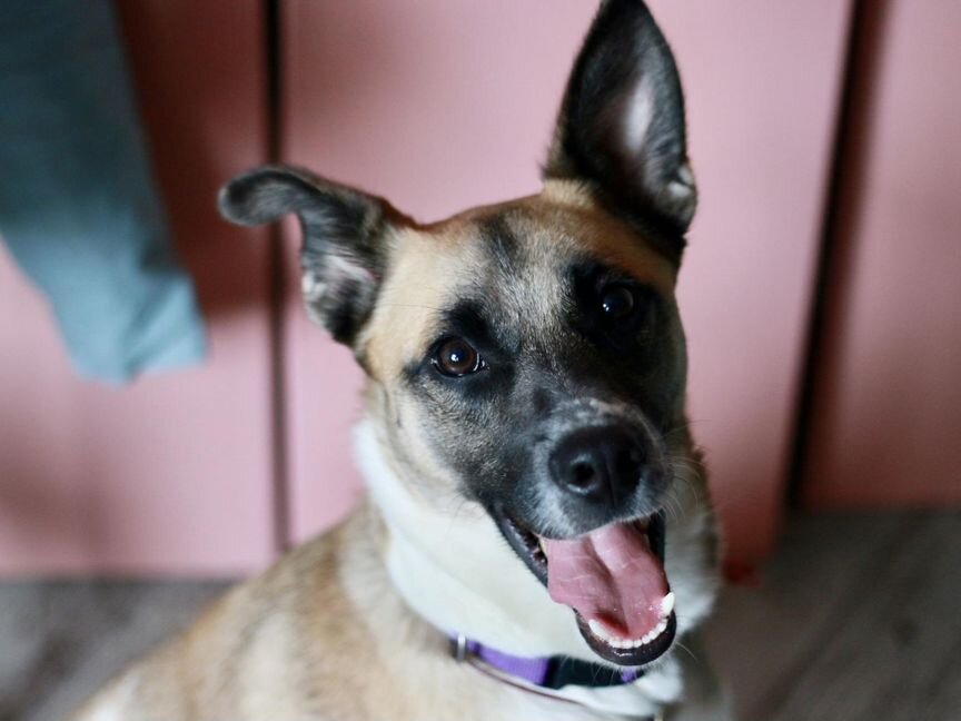 Собачка из приюта ищет семью