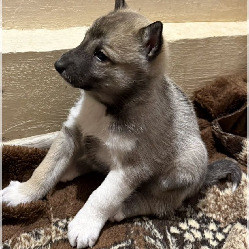 Западносибирская лайка, щенок