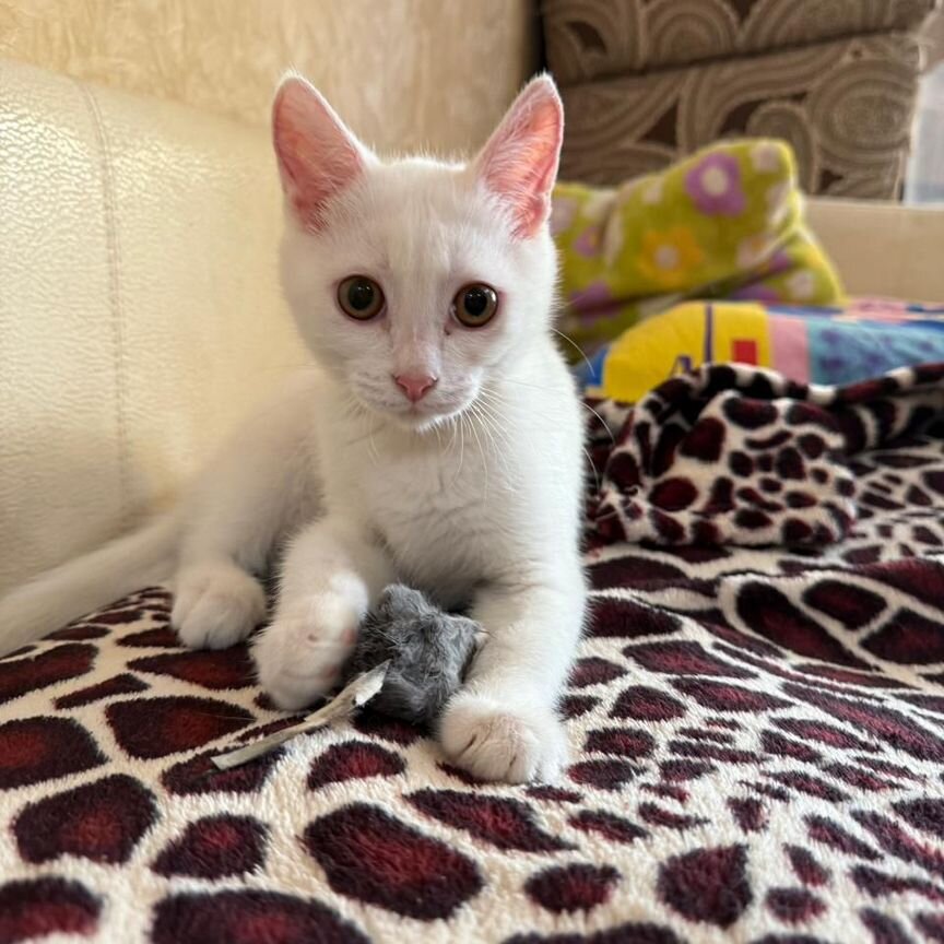 Котятки в добрые руки