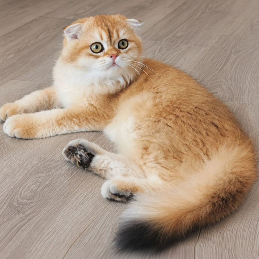 Шотландский вислоухий длинношёрстный котёнок