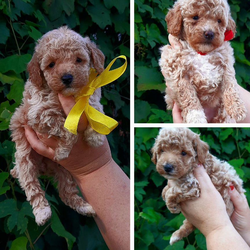 Пуделята красно -белые