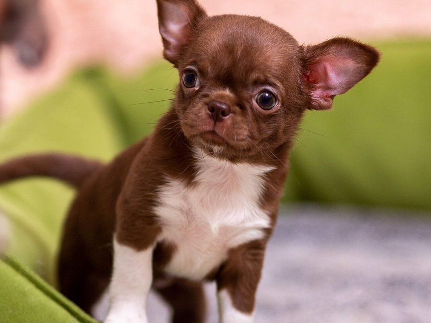 Чихуахуа девочка