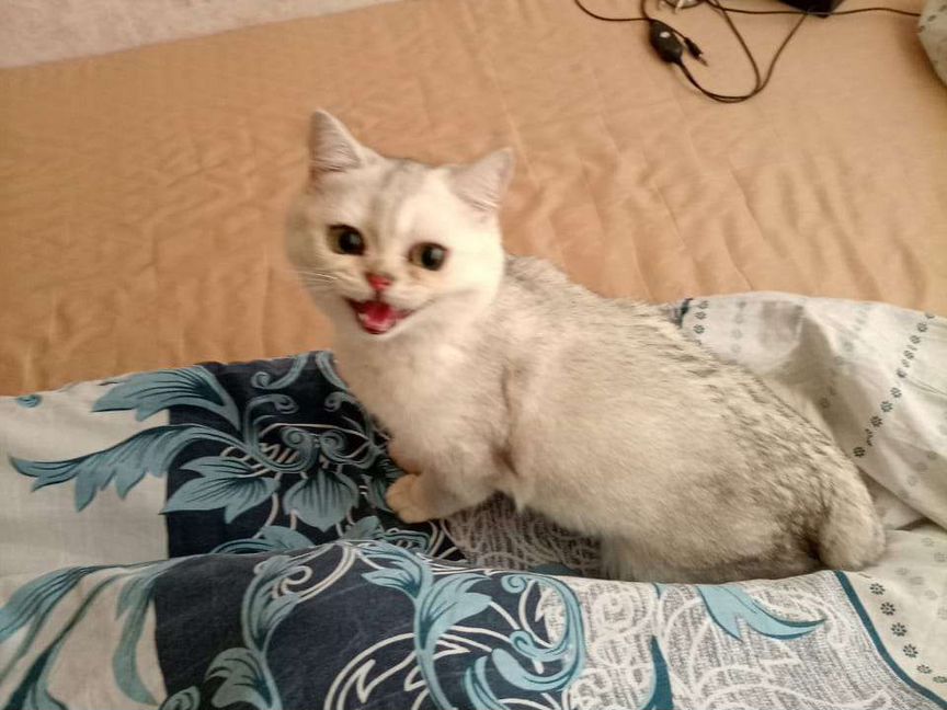 Британец в хорошие ручки