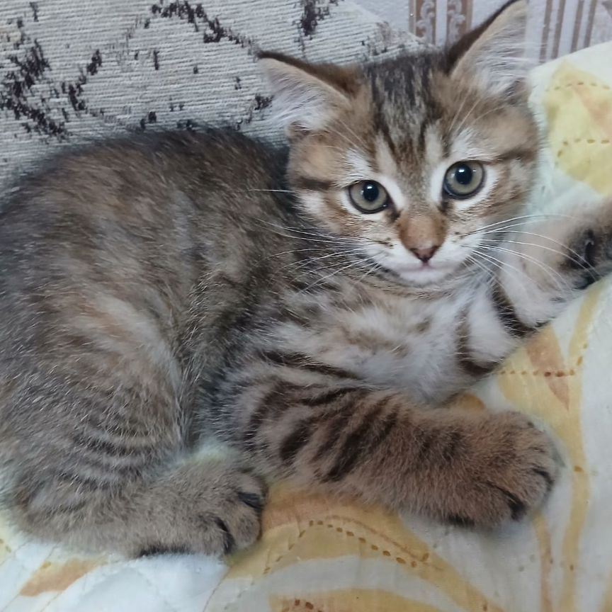 Отдам кошечку 3 месяца