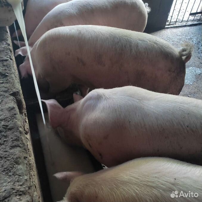 Свинки на мясо