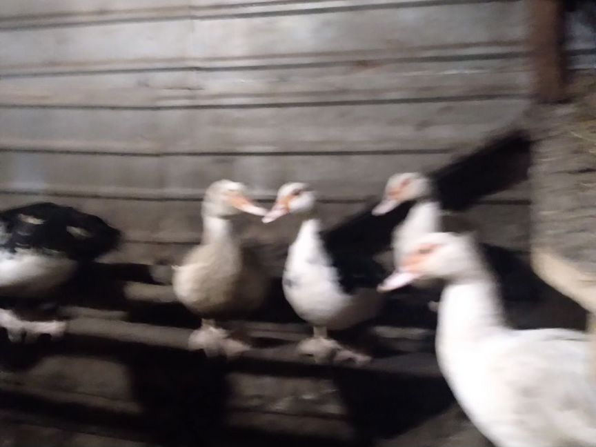 Мускусная индоутки