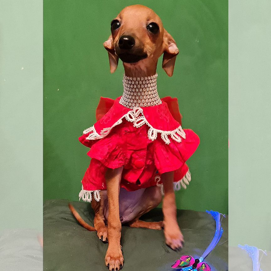 Итальянская Левретка девочка