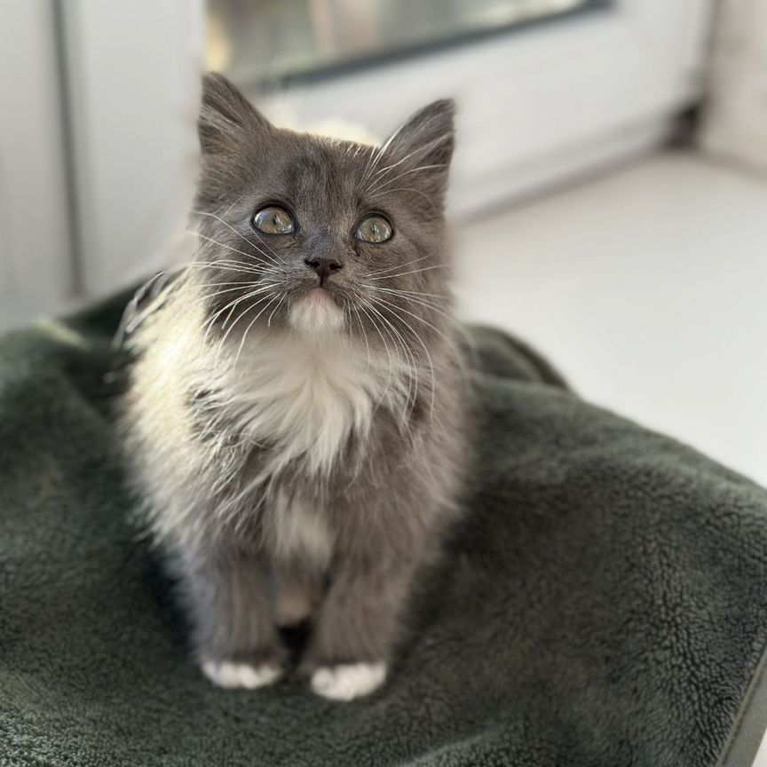 Котенок девочка