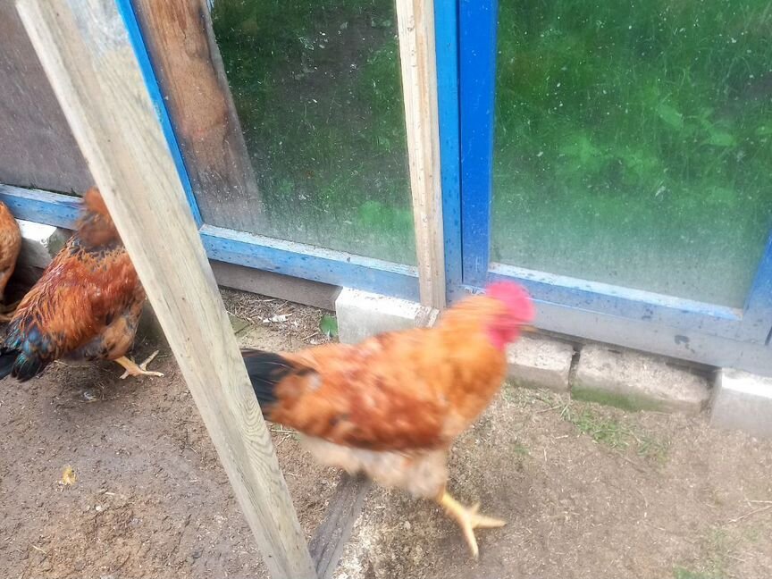 Молодые петухи