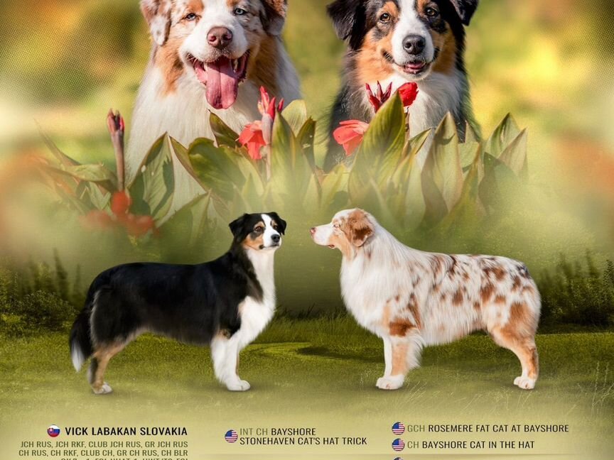 Австралийская овчарка аусси щенки