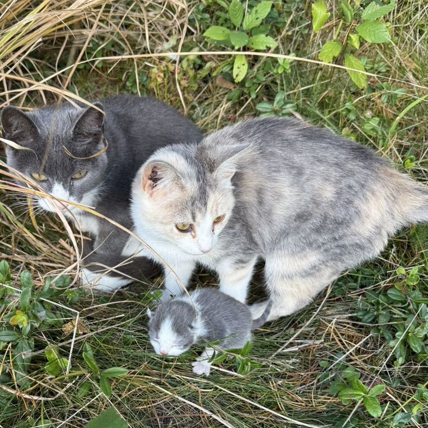 Котёнок в добрые руки