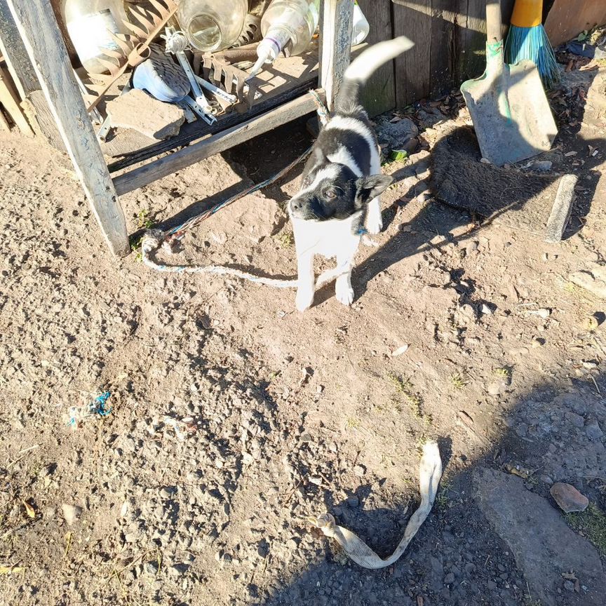 Щенки 2,5 месяцев очень умные