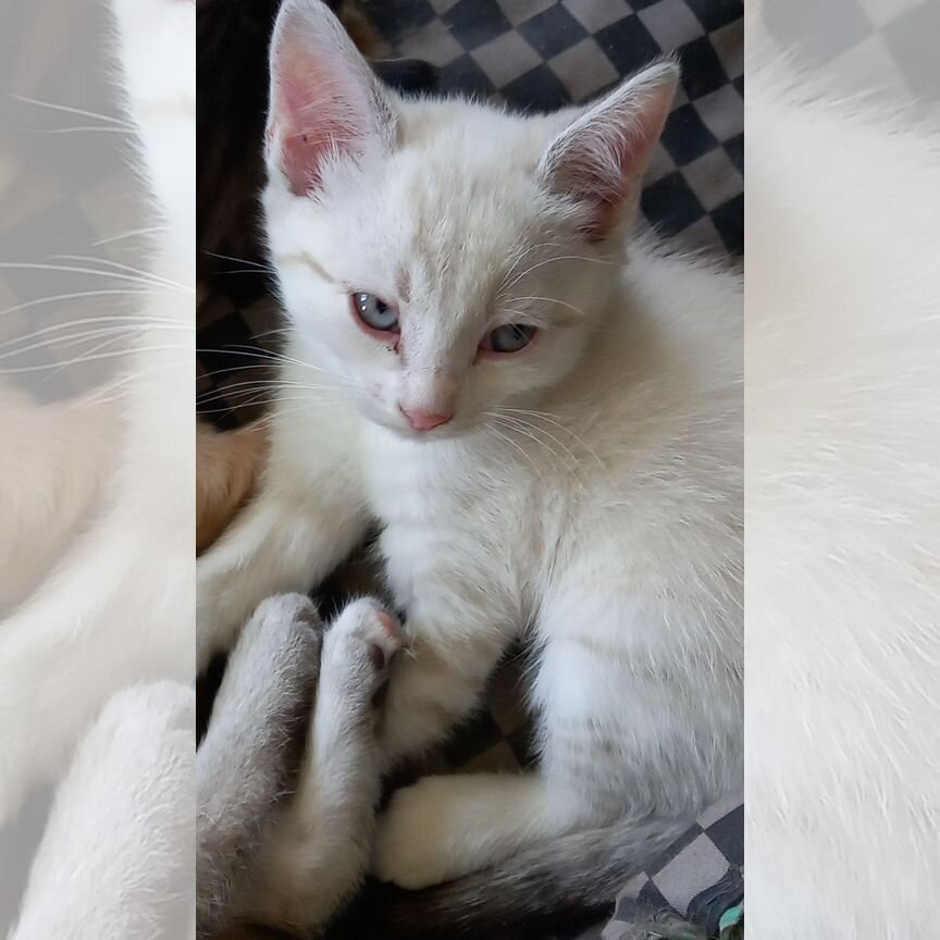 Котёнок в добрые руки