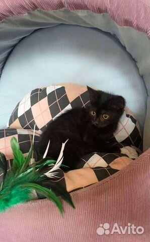 Милашка Чуча в добрые руки. Привезу