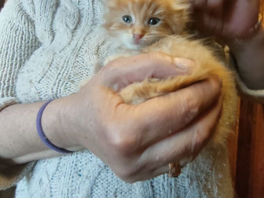 Котята рыжие бесплатно