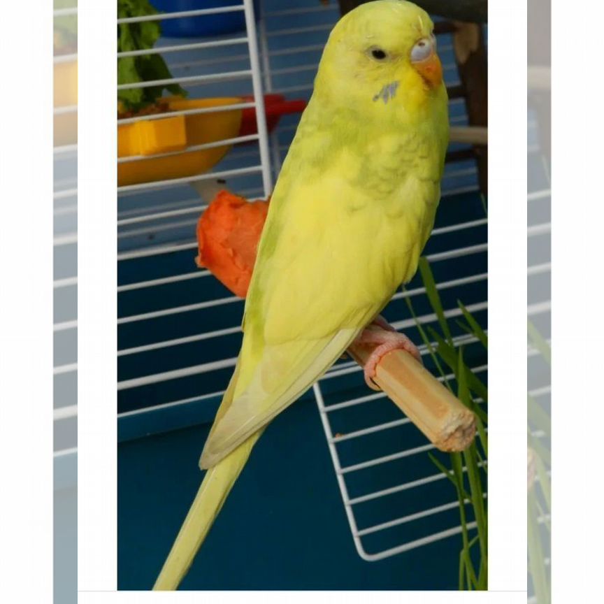 Волнистый попугай