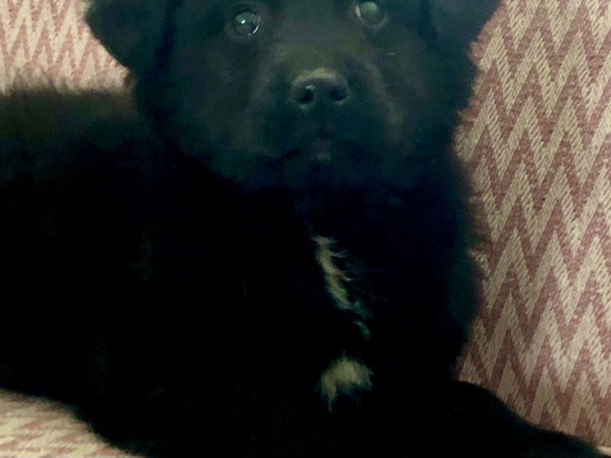 Щенок девочка Плюша 3 мес ищет дом