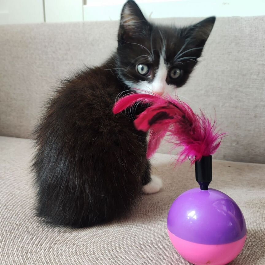 Котенок Гораций в добрые руки