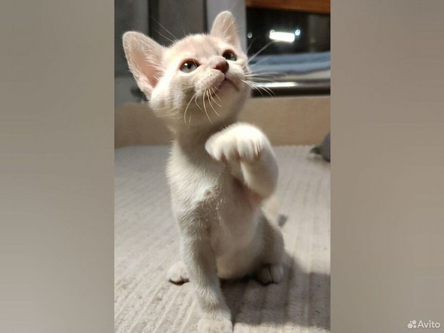 Бурма / лиловая / родословная/договор