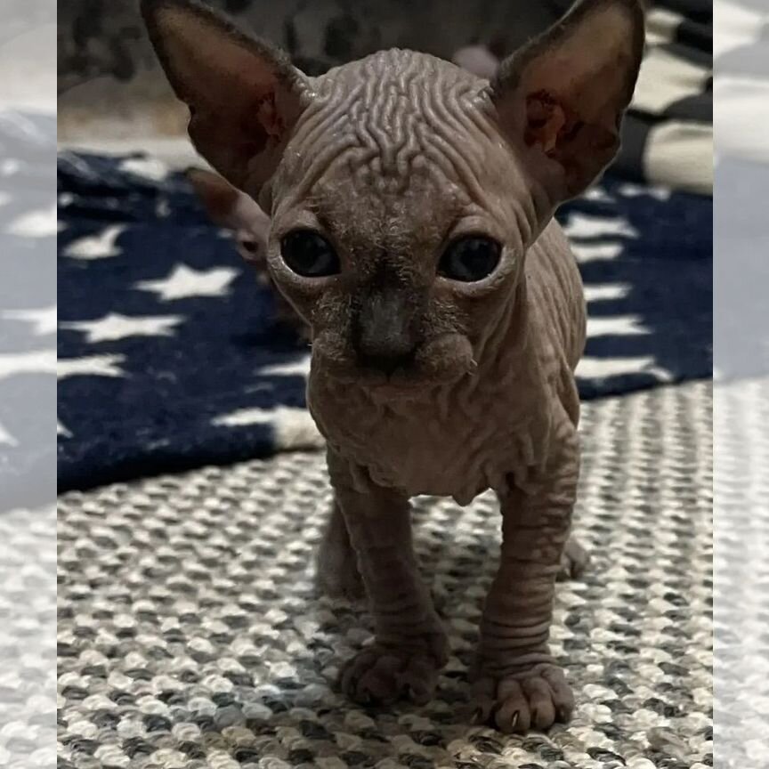 Канадский сфинкс котёнок