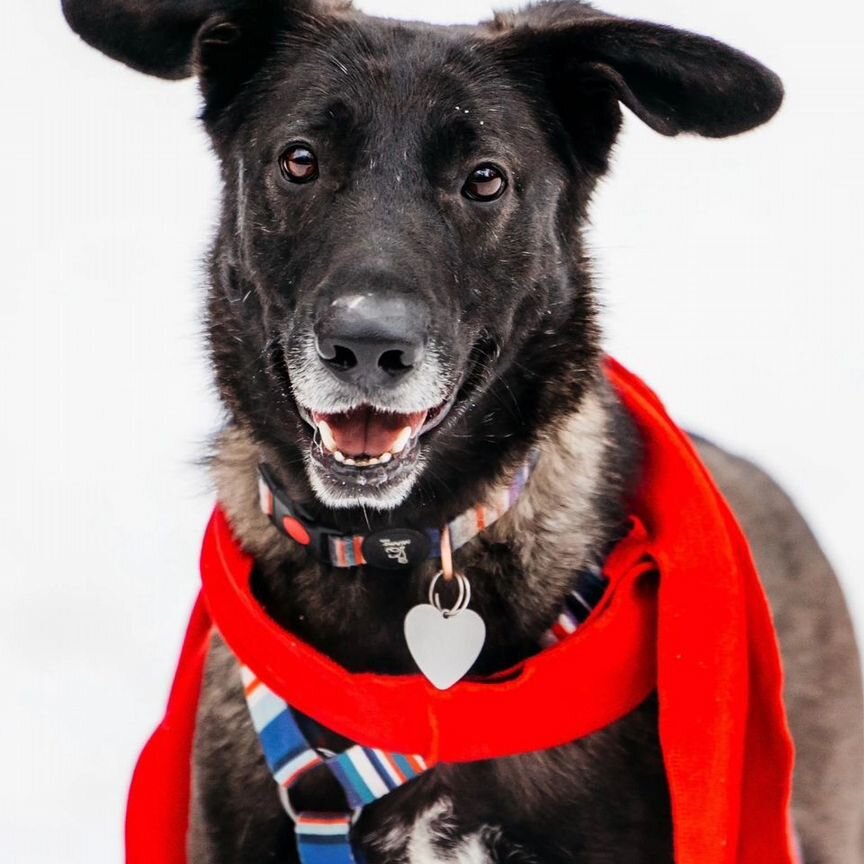 Собака в добрые руки