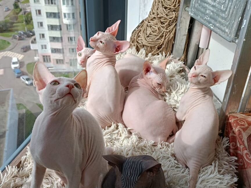 Шикарные котята донских сфинксов