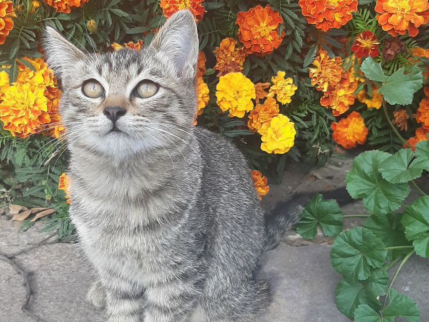 Котенок-мальчик в добрые руки