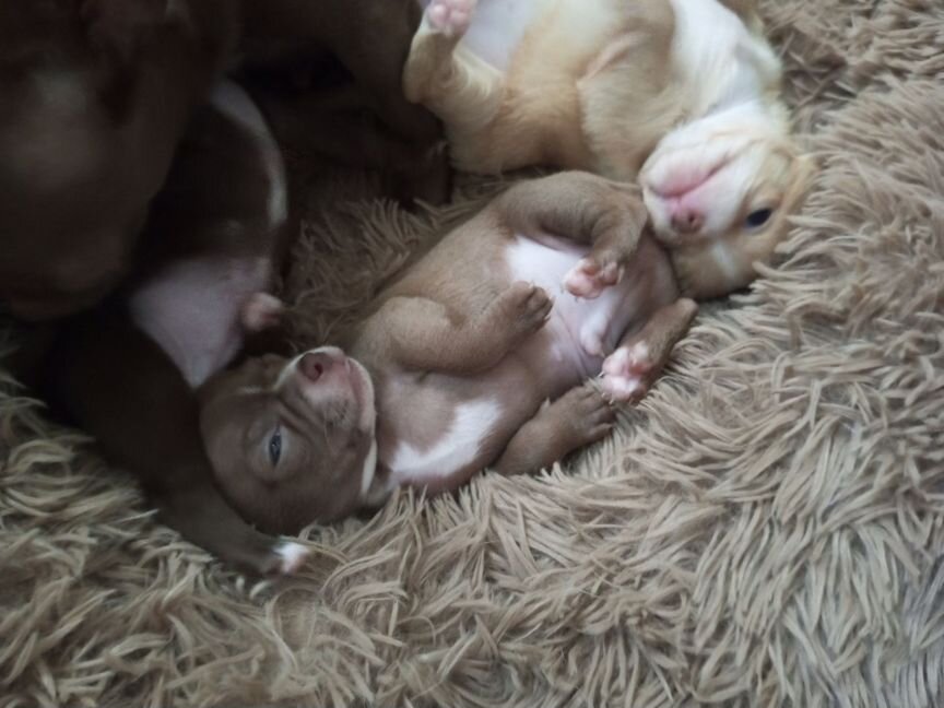 Щенки чихуахуа