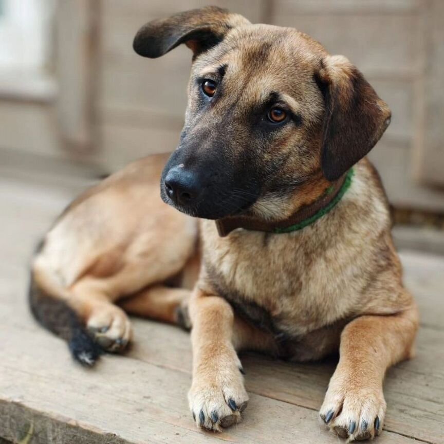 Собака в добрые руки