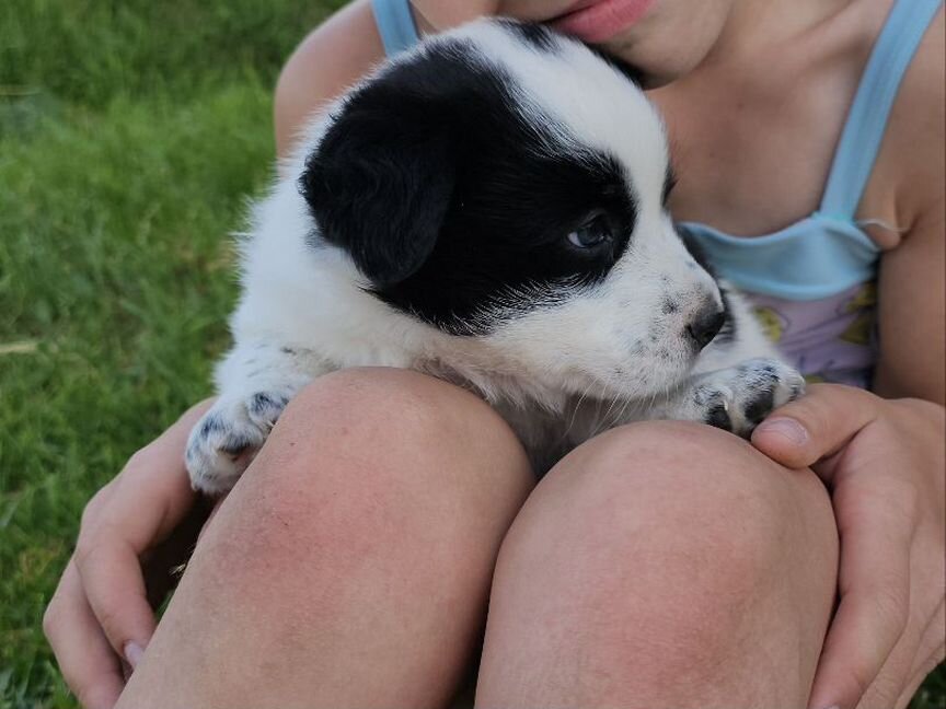 Щенок в добрые руки бесплатно