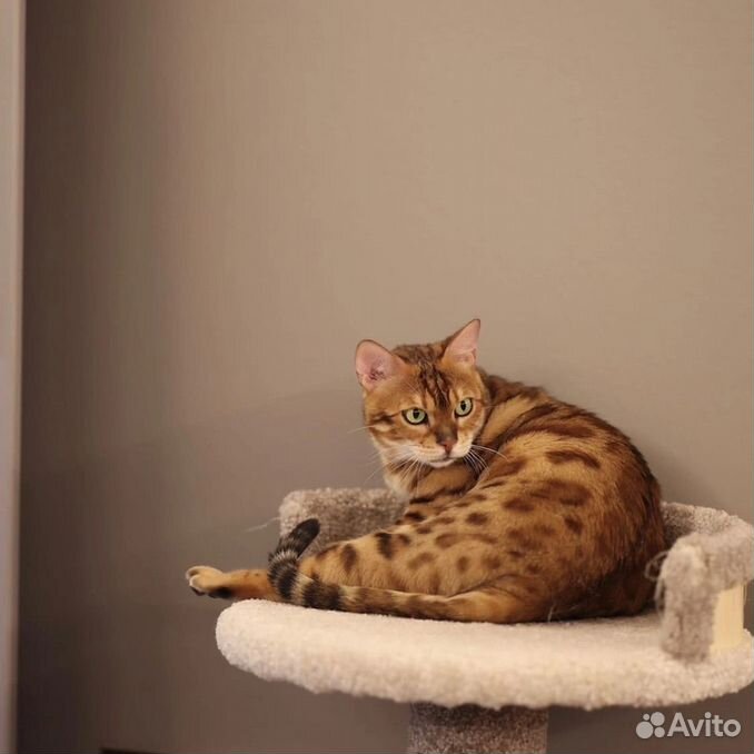 Бенгальская кошка ищет заботливые руки