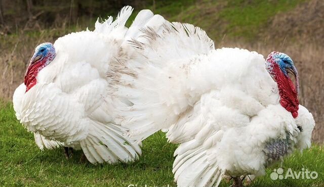 Идюки и индюшки мясо