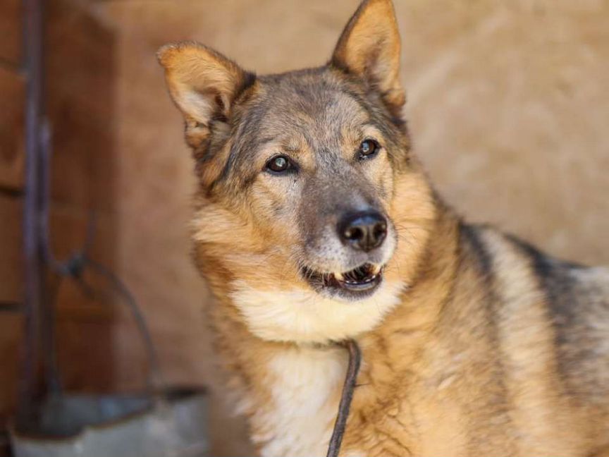 Марта из приюта Некрасовка