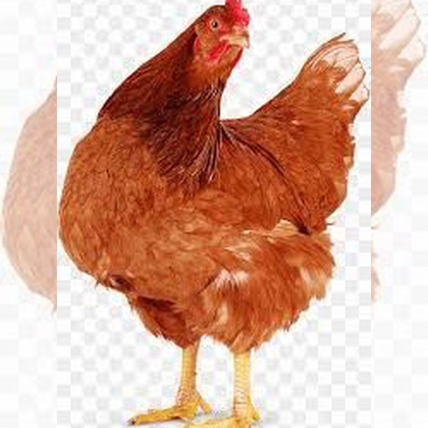 Куры несушки продам