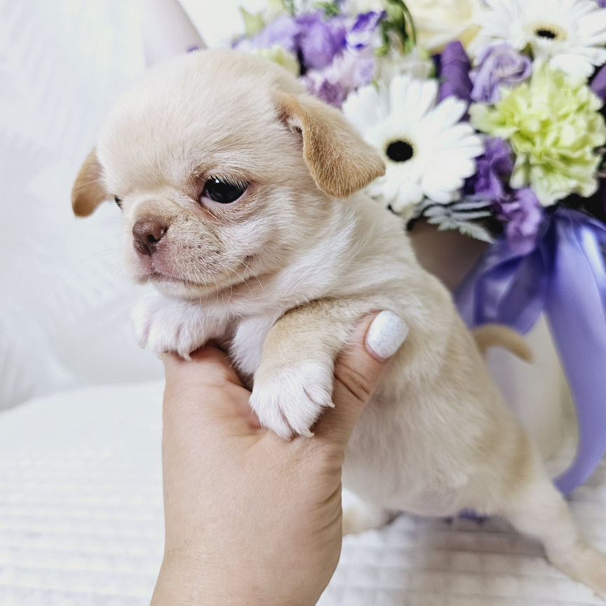 Чихуахуа экзотика