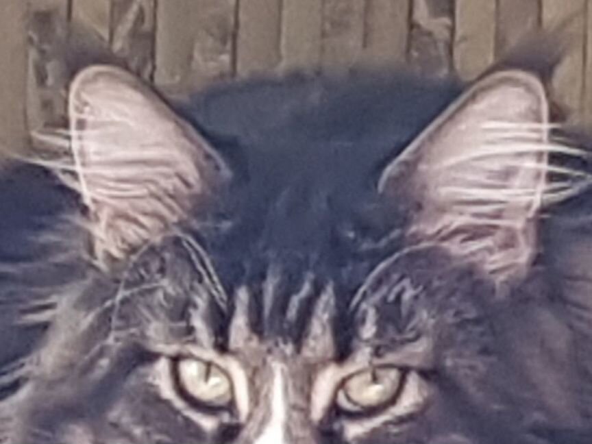 Мейкун вязка, Пер-ий Новосибирск февраль- март