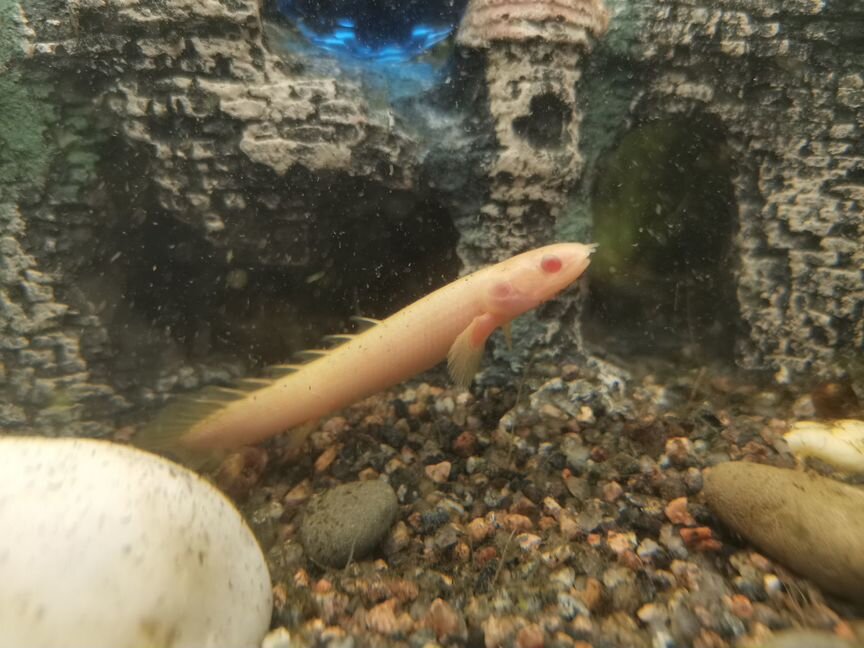 Полиптерусы, мини дракошки