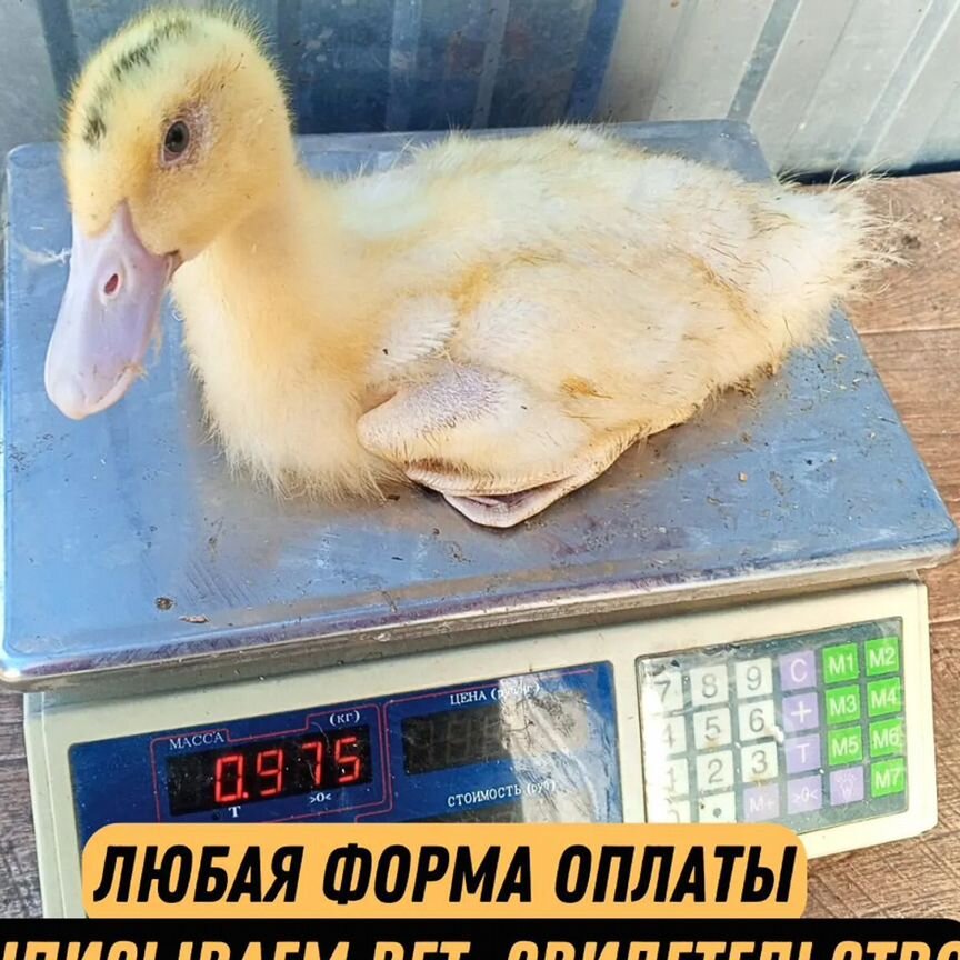 Утки муларды вакцинированные оптом с доставкой