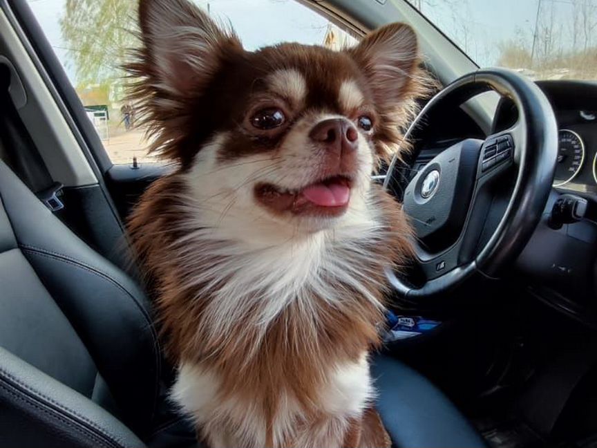 Вязка чихуахуа